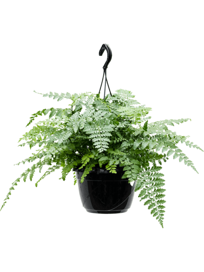 Asplenium dimorphum ‘Parvati’ – Emirgan Botanik