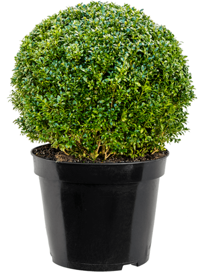 BUXUS SEMPERVİRENS – Emirgan Botanik