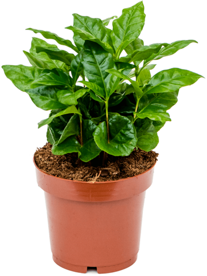 COFFEA ARABICA – Emirgan Botanik