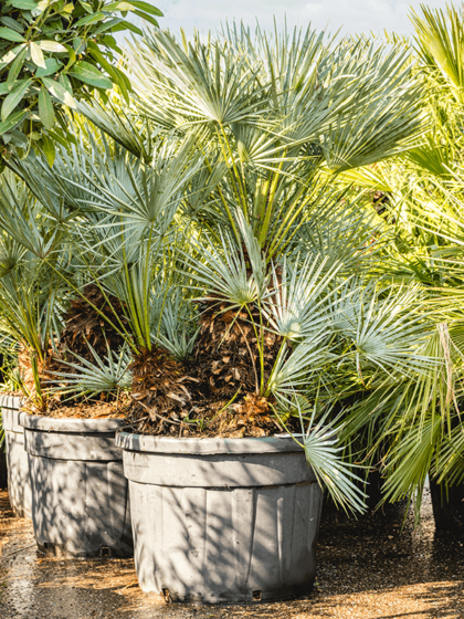 Chamaerops humilis ‘Cerifera’ – Emirgan Botanik