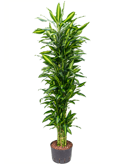 Dracaena fragrans ‘Cintho’ – Emirgan Botanik