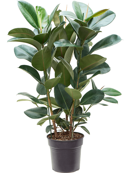 FICUS ELASTICA ROBUSTA – Emirgan Botanik