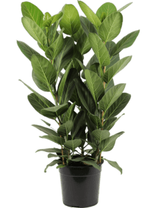 Ficus benghalensis ‘Audrey’ – Emirgan Botanik