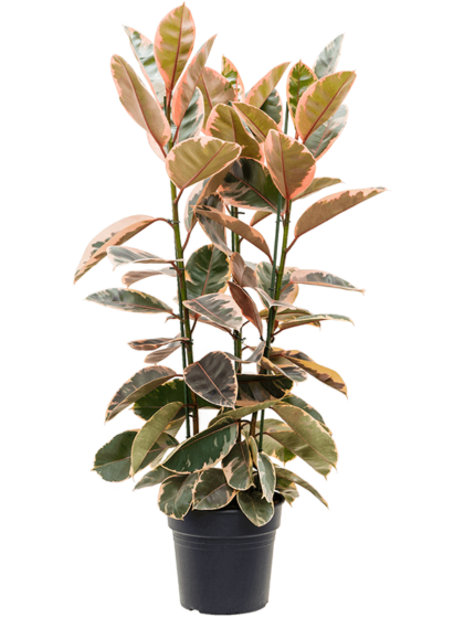 Ficus Elastica ‘belize Emirgan Botanik