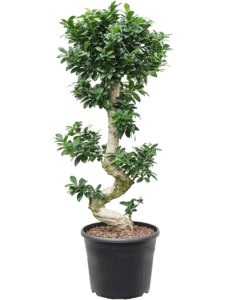 Ficus microcarpa ‘Compacta’ – Emirgan Botanik