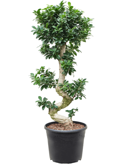 Ficus microcarpa ‘Compacta’ – Emirgan Botanik