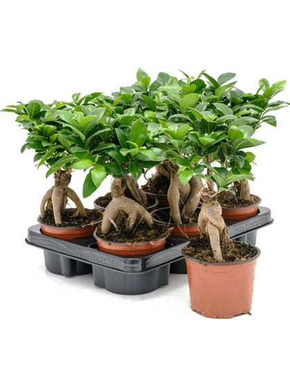 Ficus microcarpa ‘Ginseng’ – Emirgan Botanik