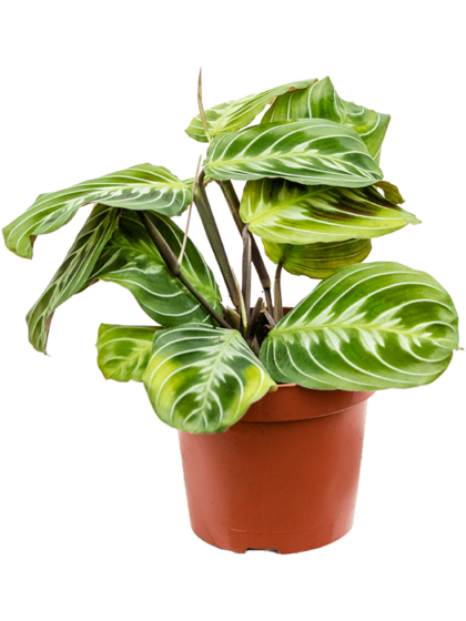 MARANTHA – Emirgan Botanik
