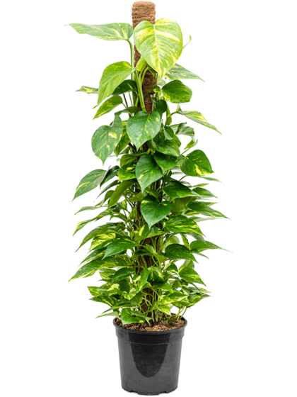 Scindapsus (Epipremnum) ‘Aureum’ – Emirgan Botanik
