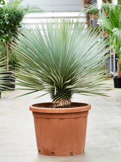 YUCCA ROSTRATA – Emirgan Botanik