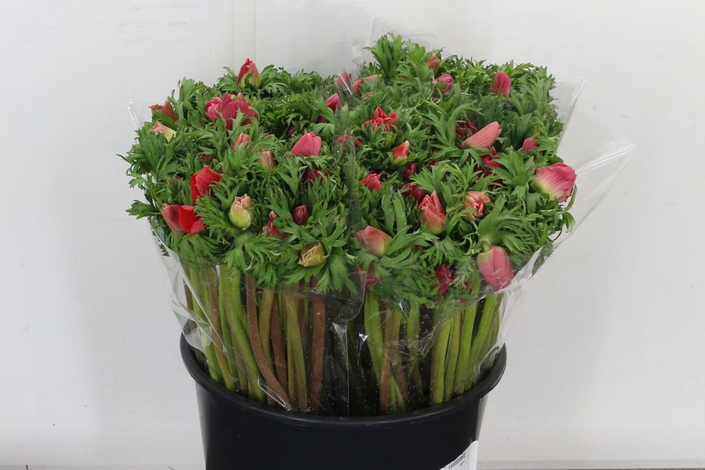 Anemone-Red – Emirgan Botanik