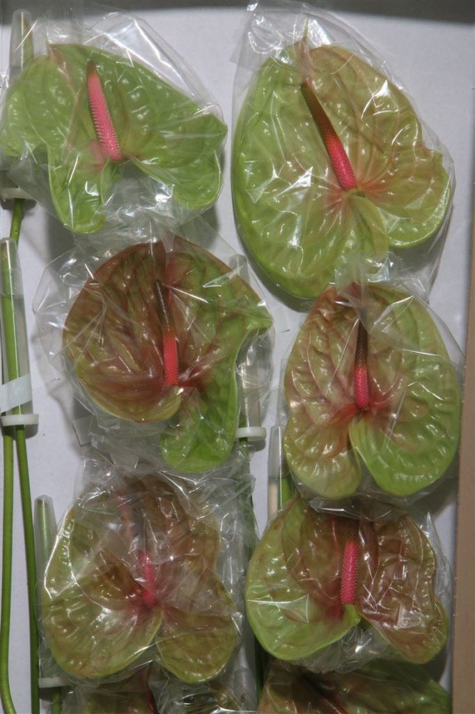 Hydrangea Pimpernel – Emirgan Botanik