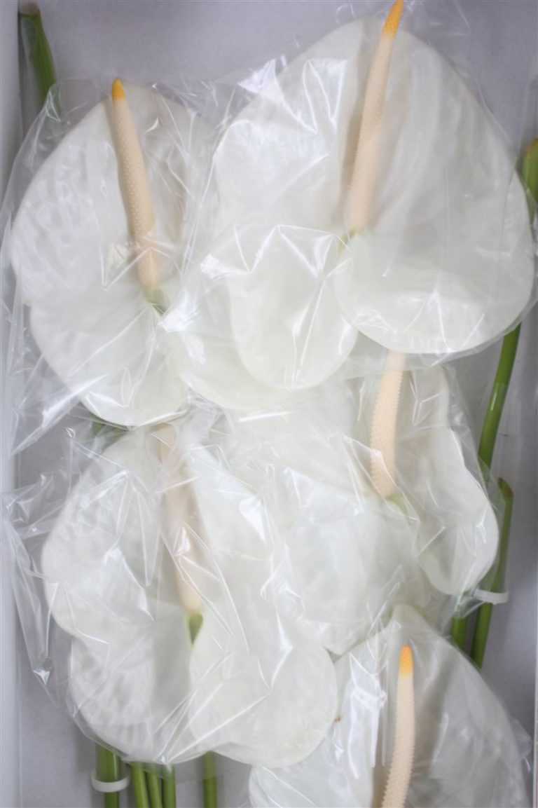 Anthurium-Acropolis – Emirgan Botanik