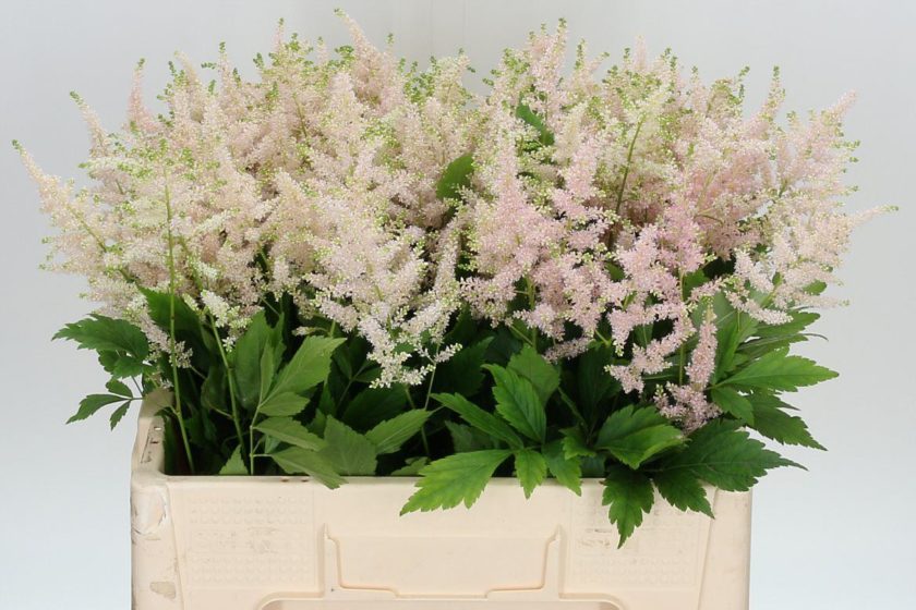 Astilbe-Europa – Emirgan Botanik