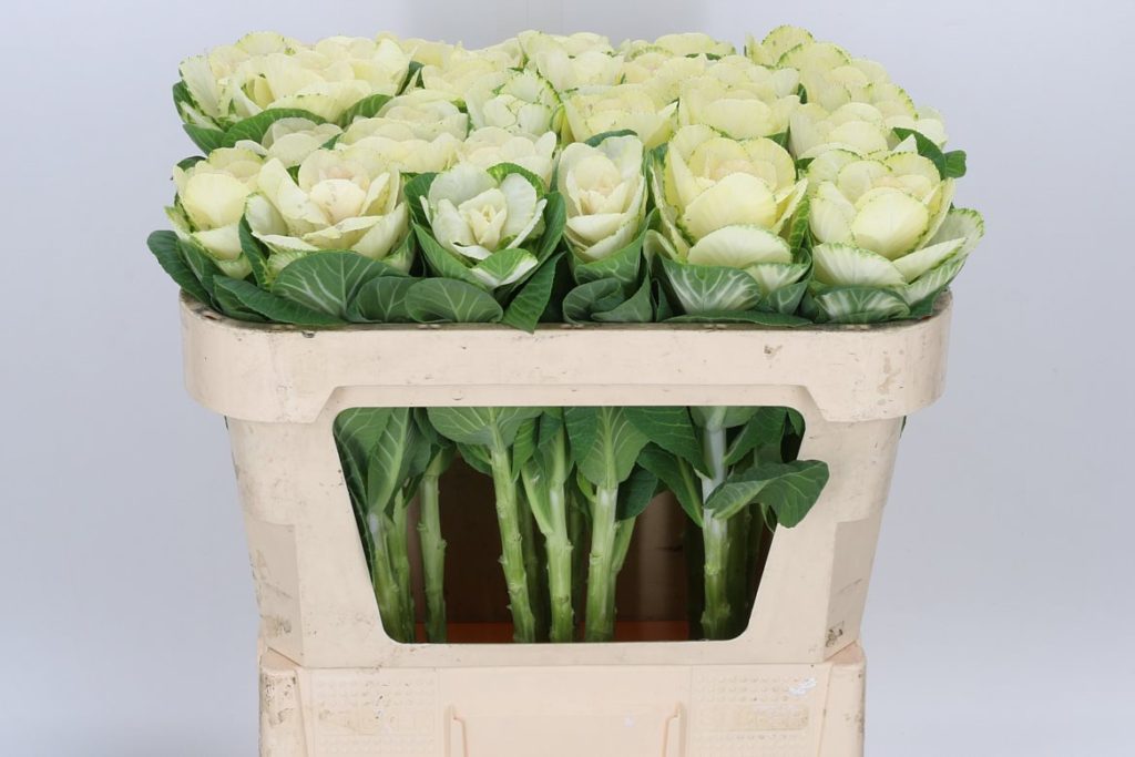 Brassica-White-Crane – Emirgan Botanik