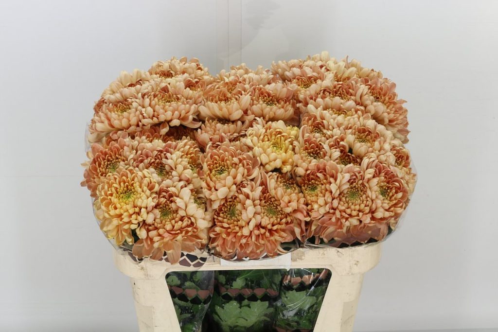 Chrysanth-Aljonka-Salmon – Emirgan Botanik