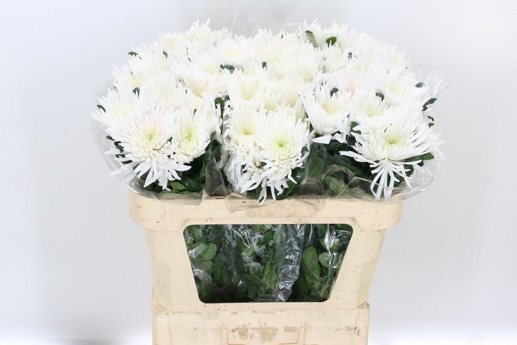 Chrysanth-Anastacia – Emirgan Botanik