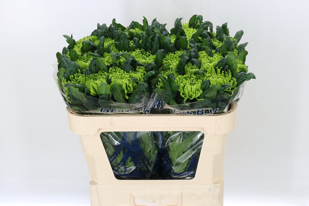Chrysanth-Anastacia-Green – Emirgan Botanik