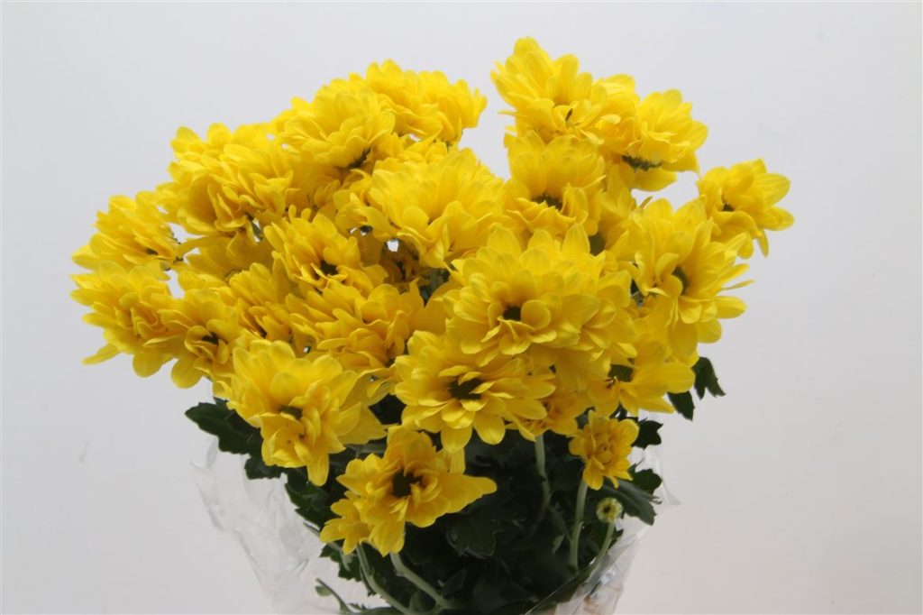 Chrysanth-Celebrate – Emirgan Botanik