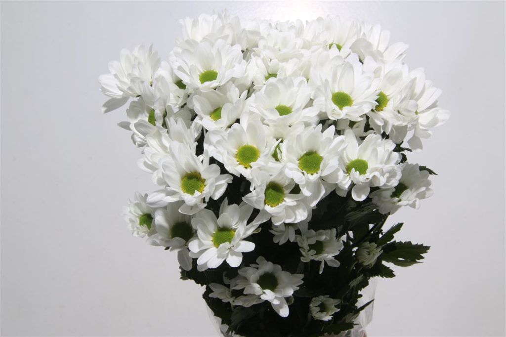 Chrysanth-Chic – Emirgan Botanik