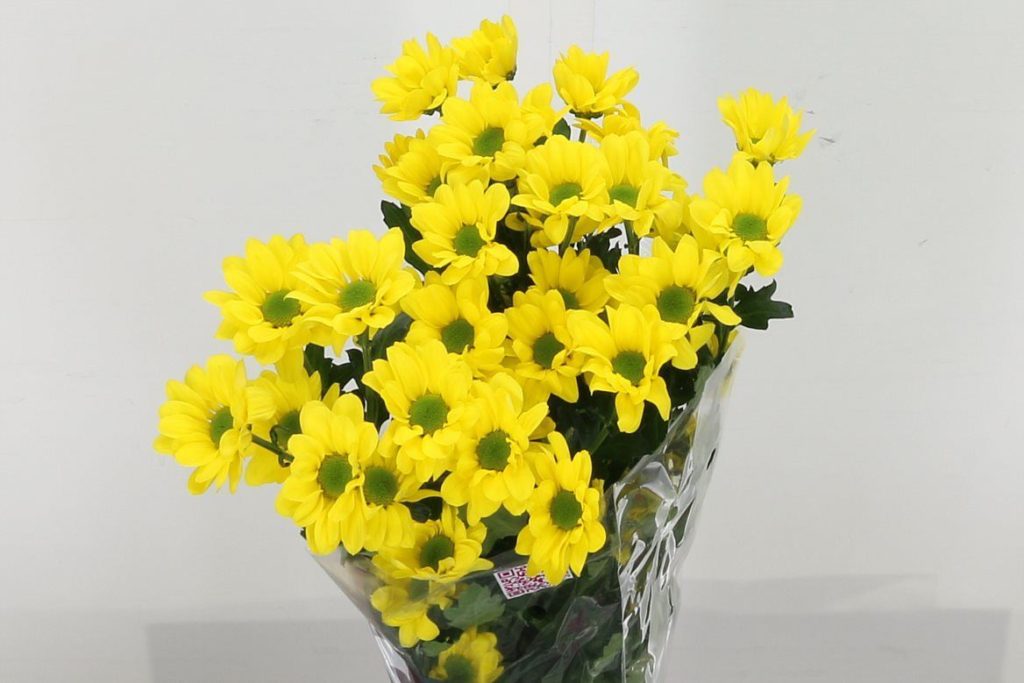 Chrysanth-Copa – Emirgan Botanik