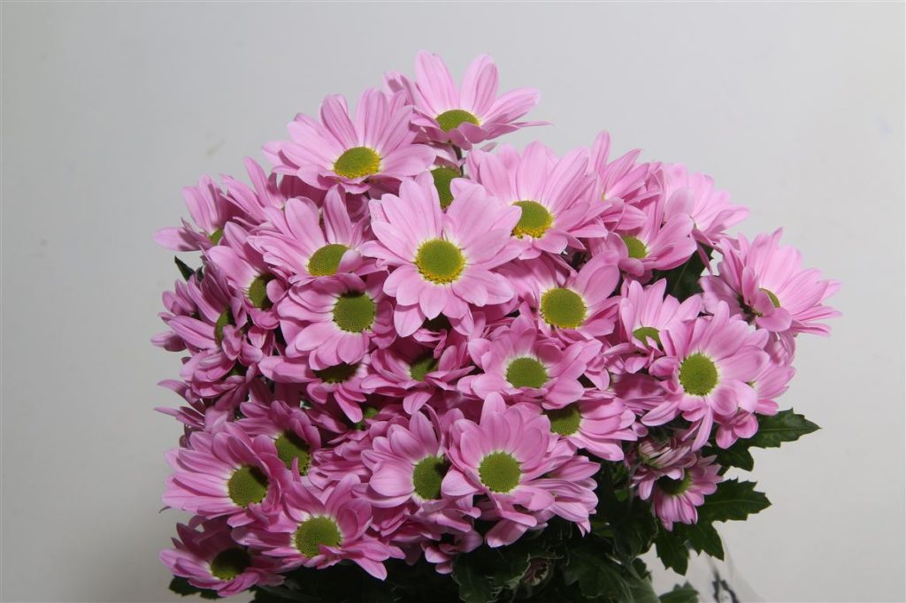 Chrysanth-Rihanna – Emirgan Botanik