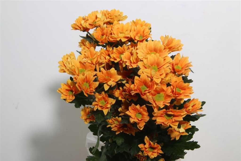 Chrysanth-Woodpecker – Emirgan Botanik