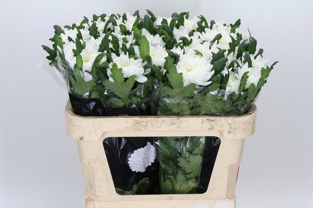 Chrysanth-Zembla-Bloom – Emirgan Botanik