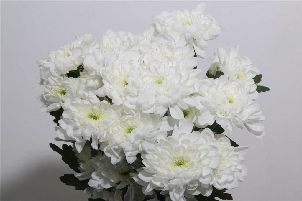 Chrysanth-Zembla-Double – Emirgan Botanik