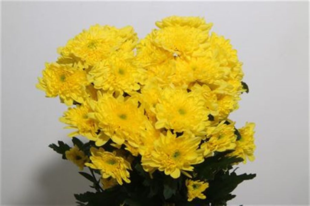 Chrysanth-Zembla-Sunny – Emirgan Botanik