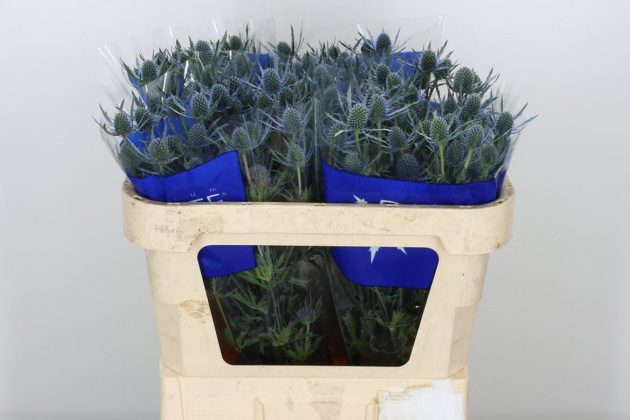 Eryngium-Dynamite – Emirgan Botanik