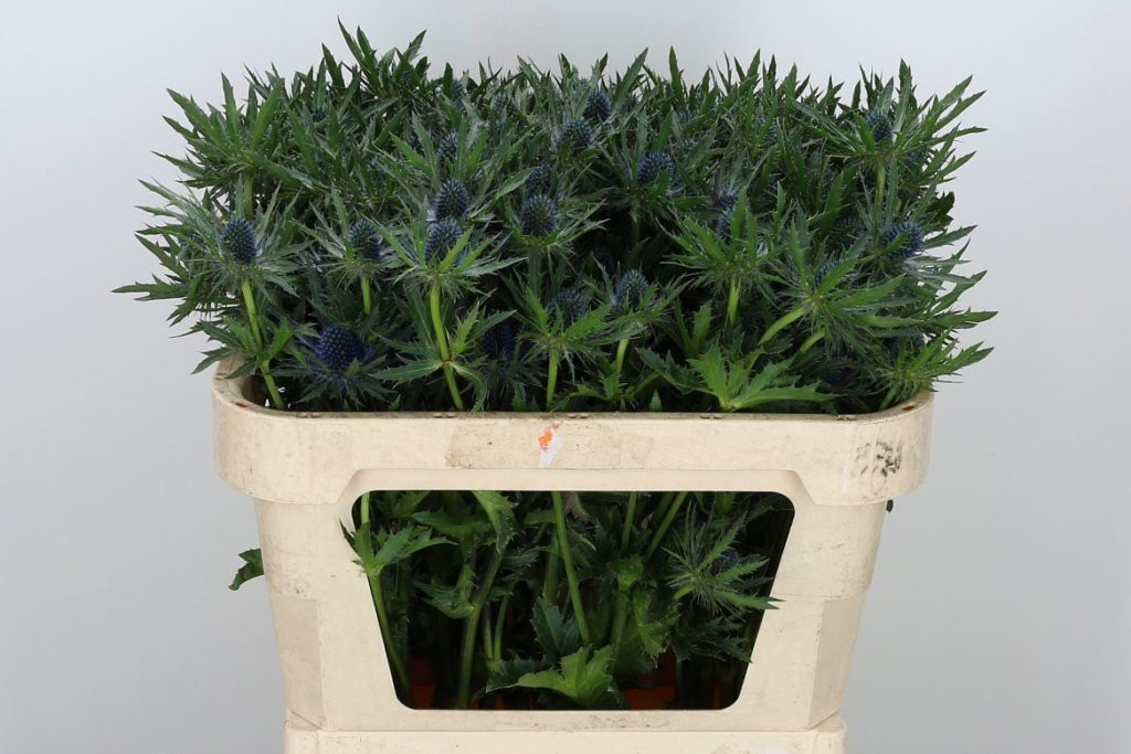 Eryngium-Orion-Qstar – Emirgan Botanik