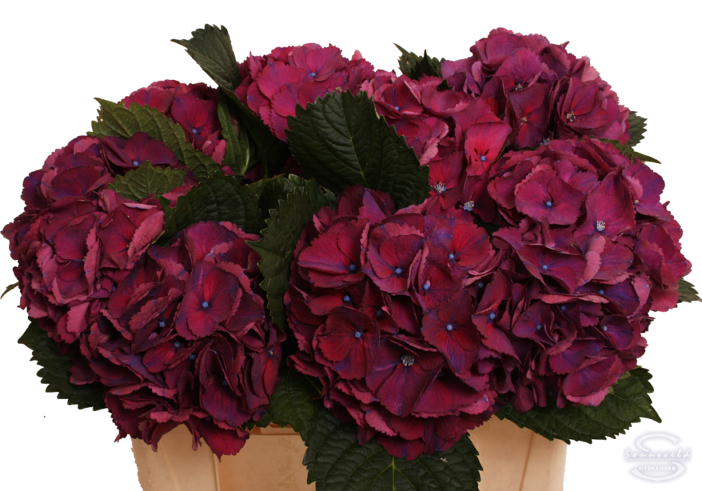 Hydrangea Allegretto – Emirgan Botanik
