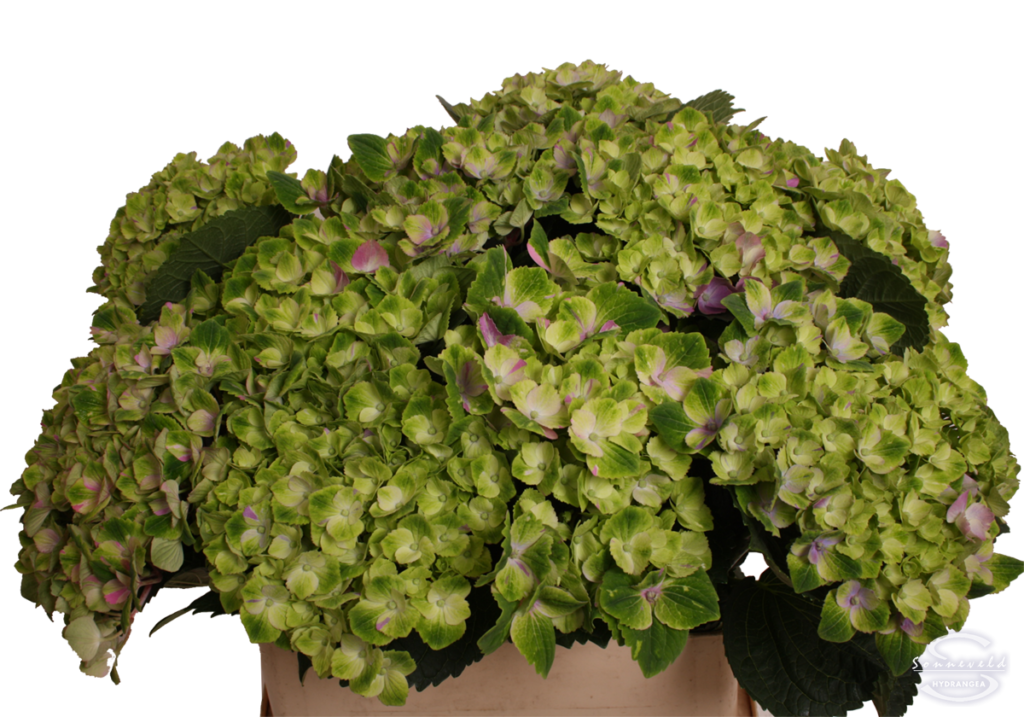 Hydrangea Amethyst – Emirgan Botanik
