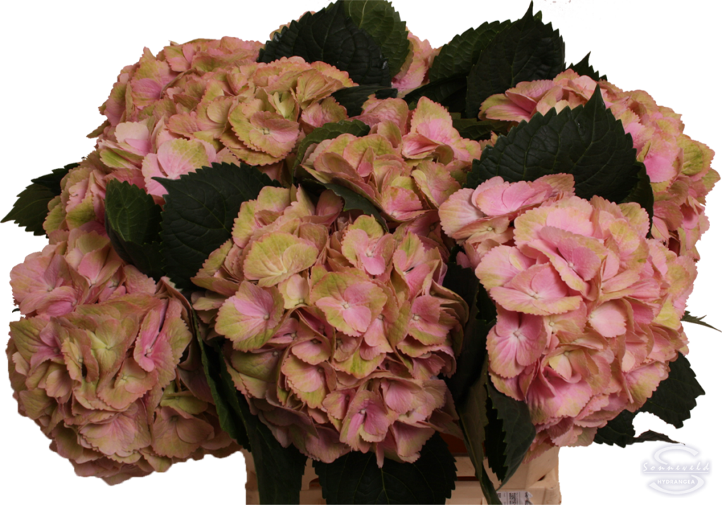 Hydrangea Canzone – Emirgan Botanik