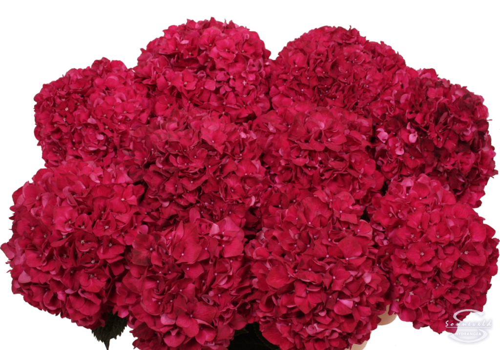 Hydrangea M Rubyred – Emirgan Botanik