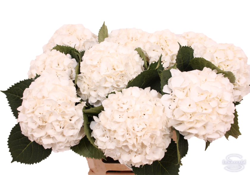 Hydrangea M Schneeball – Emirgan Botanik