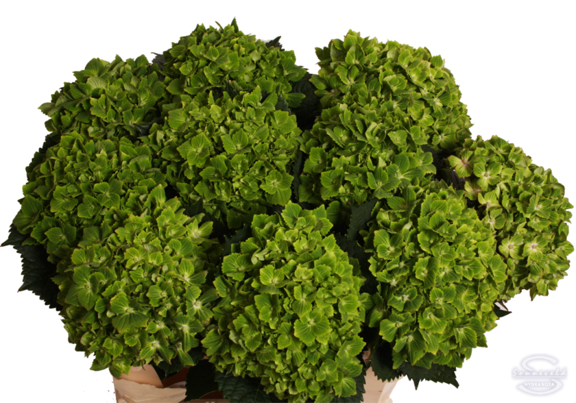 Hydrangea Rhapsody – Emirgan Botanik