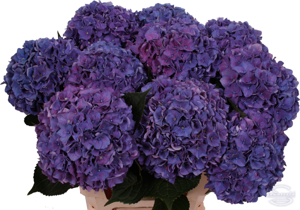 Hydrangea Rodeo-paars – Emirgan Botanik