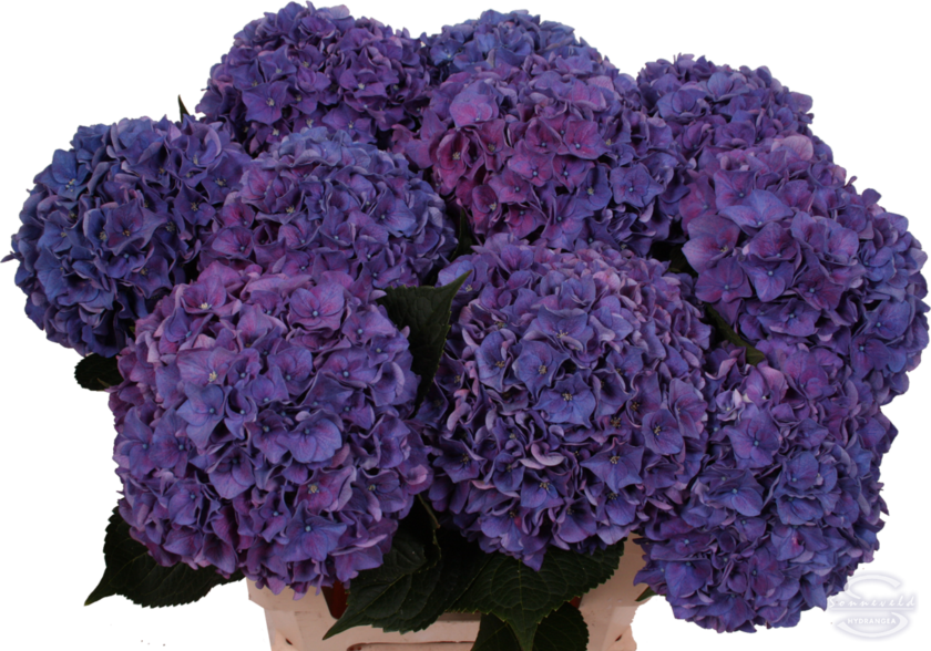 Hydrangea Rodeo-paars – Emirgan Botanik