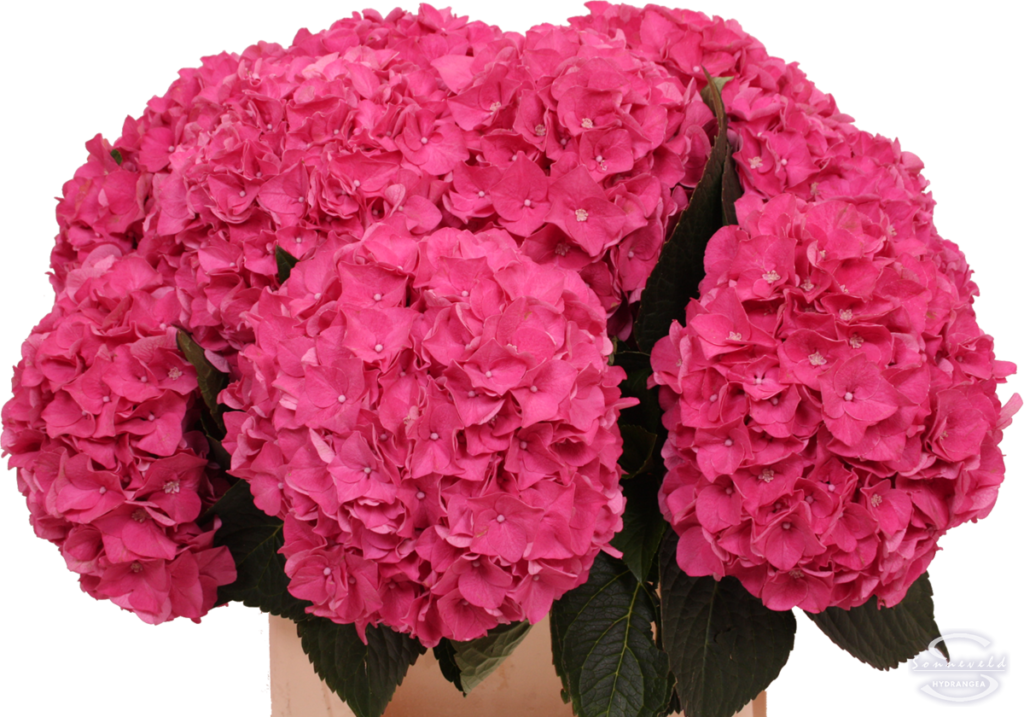 Hydrangea Rodeo-rood – Emirgan Botanik