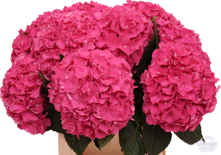 Hydrangea Rodeo-rood – Emirgan Botanik