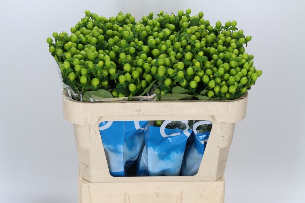 Hypericum-Coco-Bamboo – Emirgan Botanik