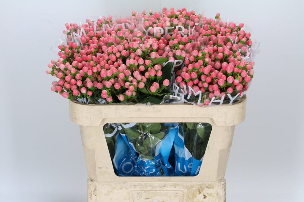 Hypericum-Coco-Casino – Emirgan Botanik