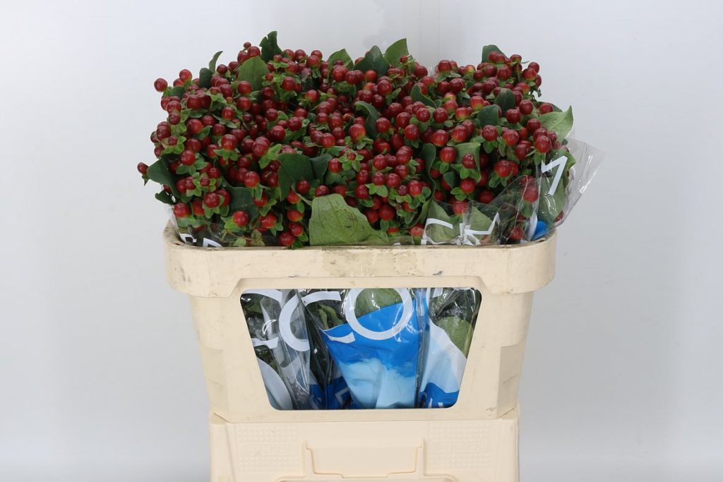 Hypericum-Coco-Grando – Emirgan Botanik