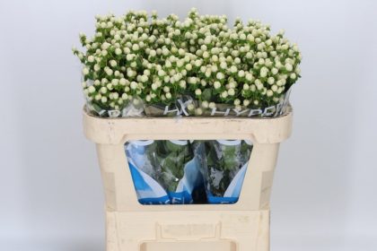 Hypericum-Coco-Uno – Emirgan Botanik