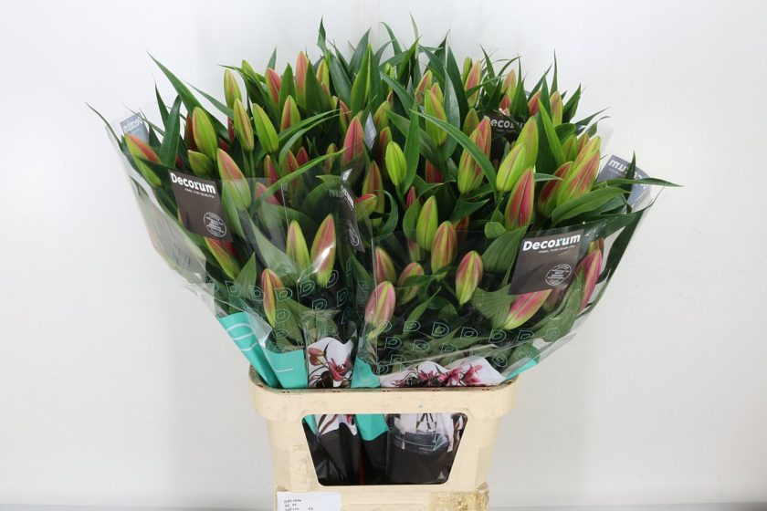 Lilium-Oriental-Dalian – Emirgan Botanik