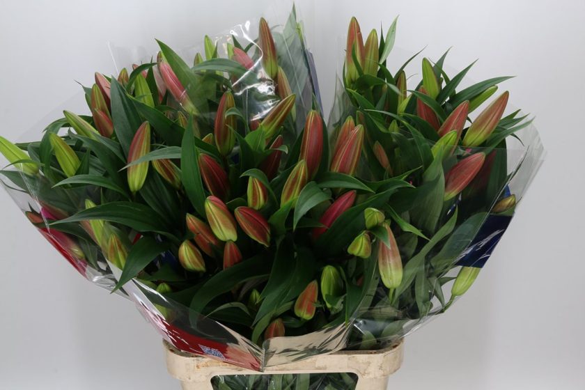 Lilium-Oriental-Robina – Emirgan Botanik