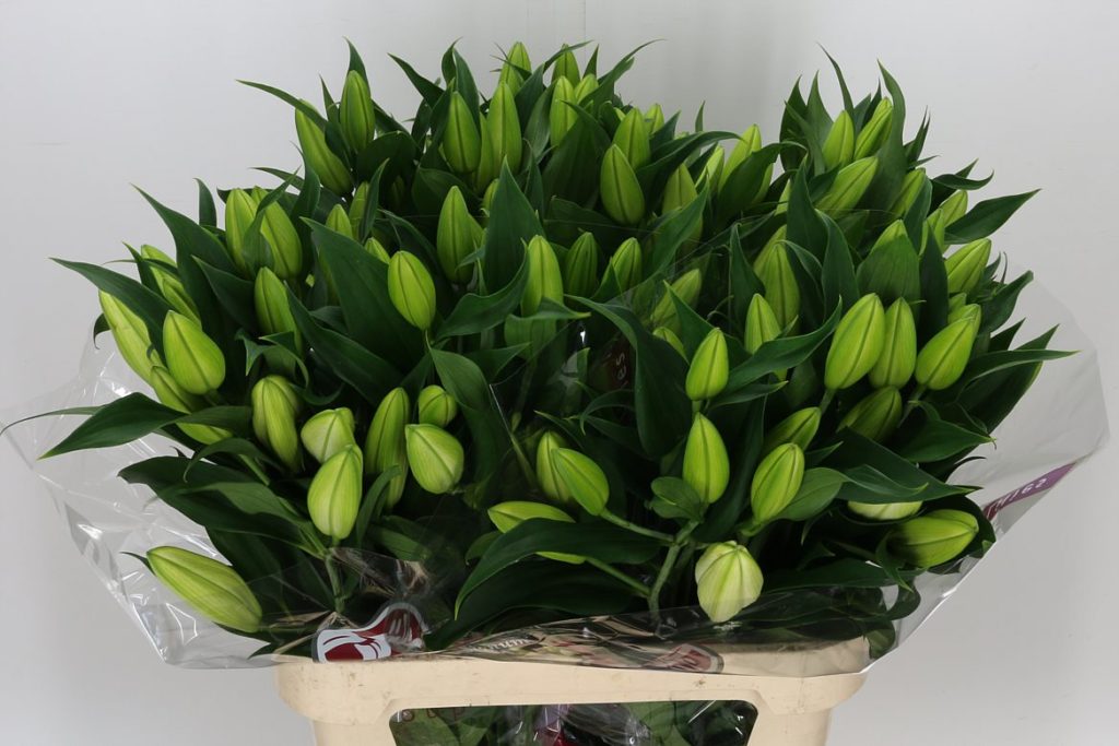 Lilium-Oriental-Signum – Emirgan Botanik