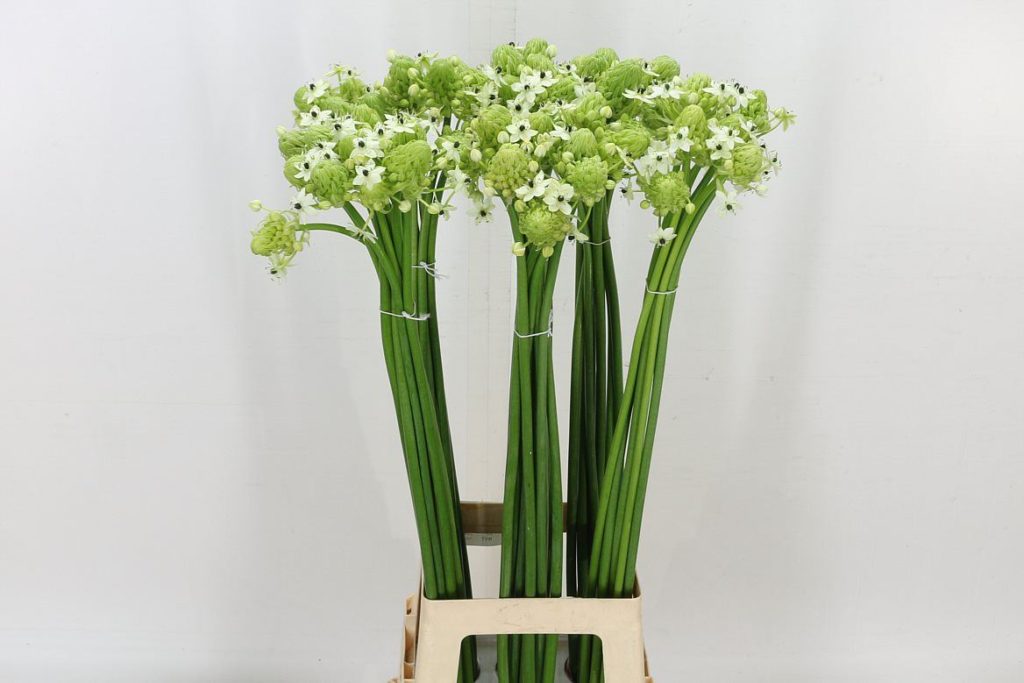 Ornit-Saundersaie – Emirgan Botanik